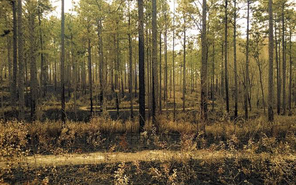 Roller Coaster Loop Bike Trail – Mississippi Crappie Trail